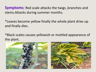 Mulberry pests & diseases, crop protection.pptx