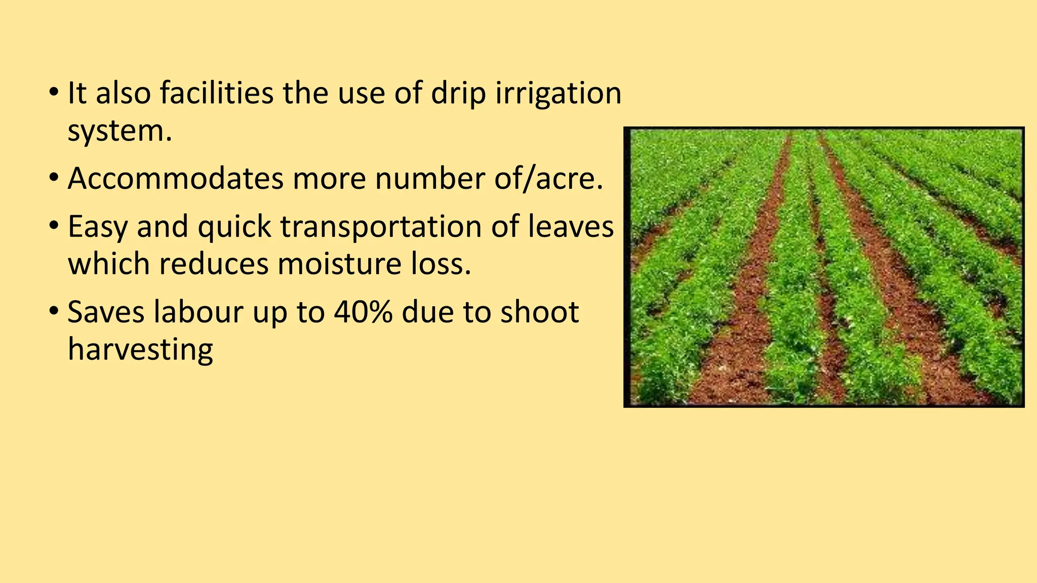 Mulberry planting system - About plant.pptx