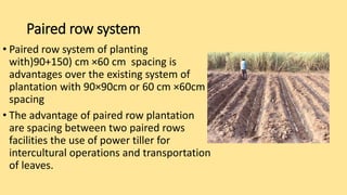 Mulberry planting system - About plant.pptx