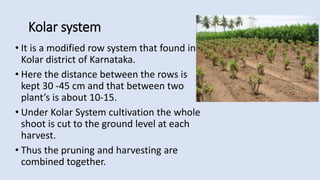 Mulberry planting system - About plant.pptx