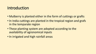 Mulberry planting system - About plant.pptx