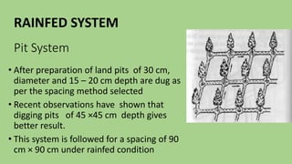 Mulberry planting system - About plant.pptx