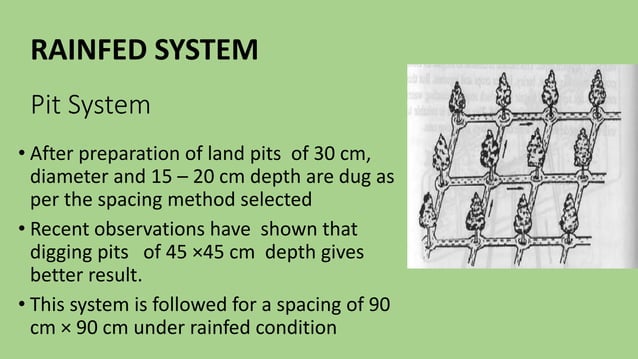 Mulberry planting system - About plant.pptx | Agriculture | Industries