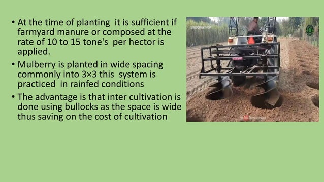 Mulberry planting system - About plant.pptx | Agriculture | Industries