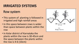 Mulberry planting system - About plant.pptx