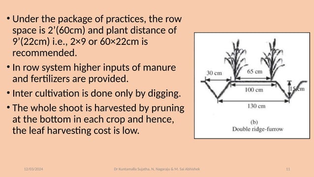 Mulberry planting systems - Types & Uses.pptx
