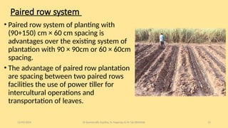 Mulberry planting systems - Types & Uses.pptx