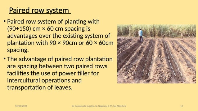 Mulberry planting systems - Types & Uses.pptx