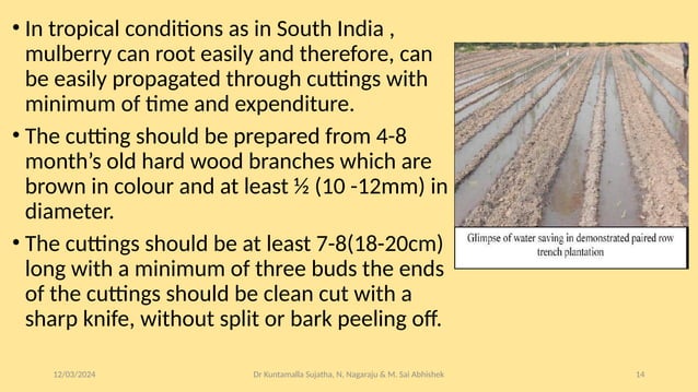 Mulberry planting systems - Types & Uses.pptx