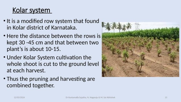 Mulberry planting systems - Types & Uses.pptx