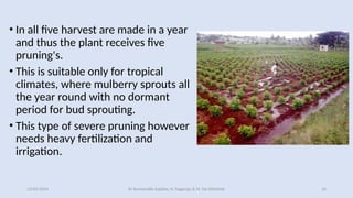 Mulberry planting systems - Types & Uses.pptx