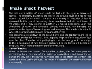 Mulberry pruning and training methods by Dr Satyanarayana | PPTX
