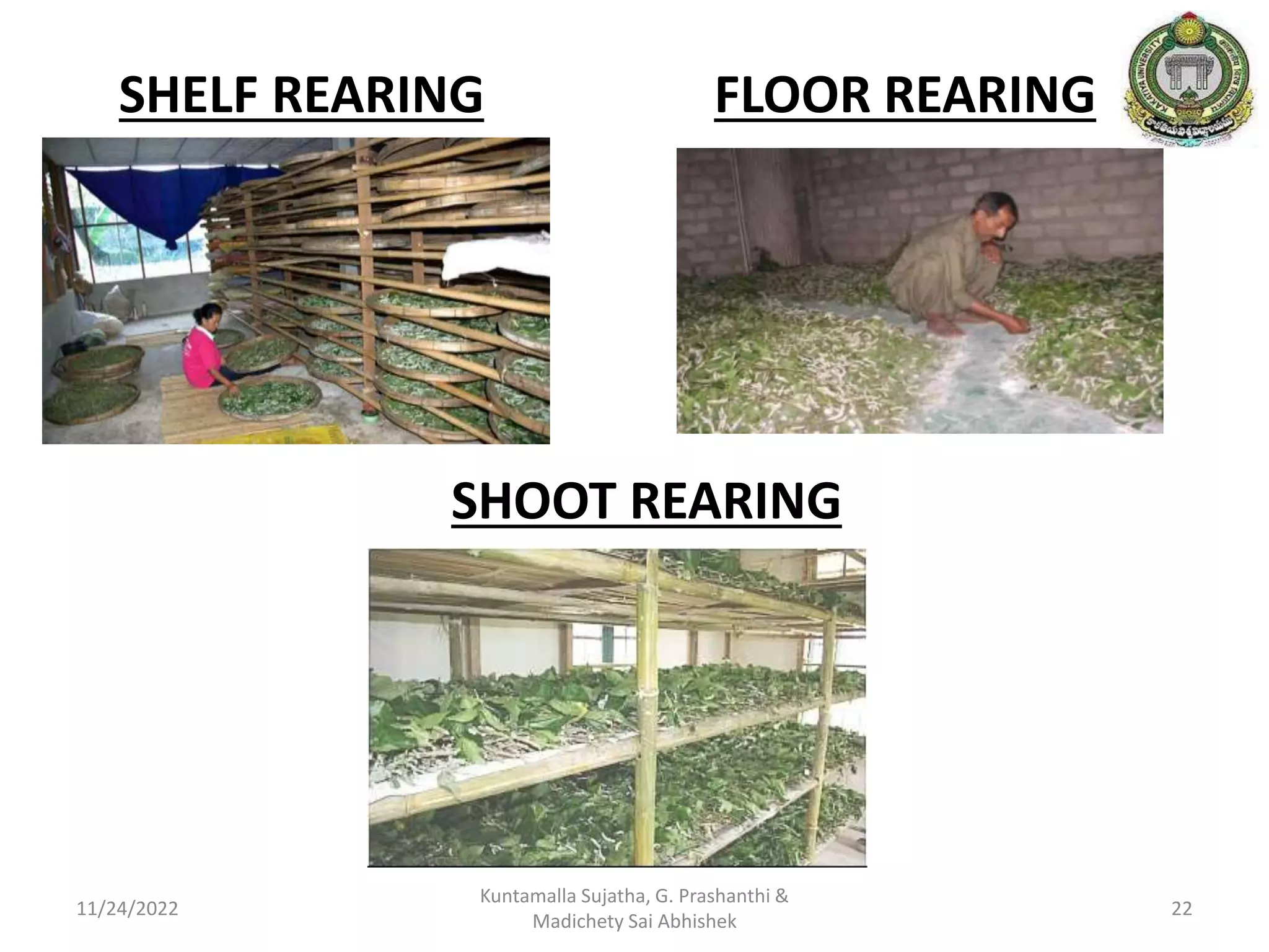 Mulberry silkworm rearing techniques.pptx