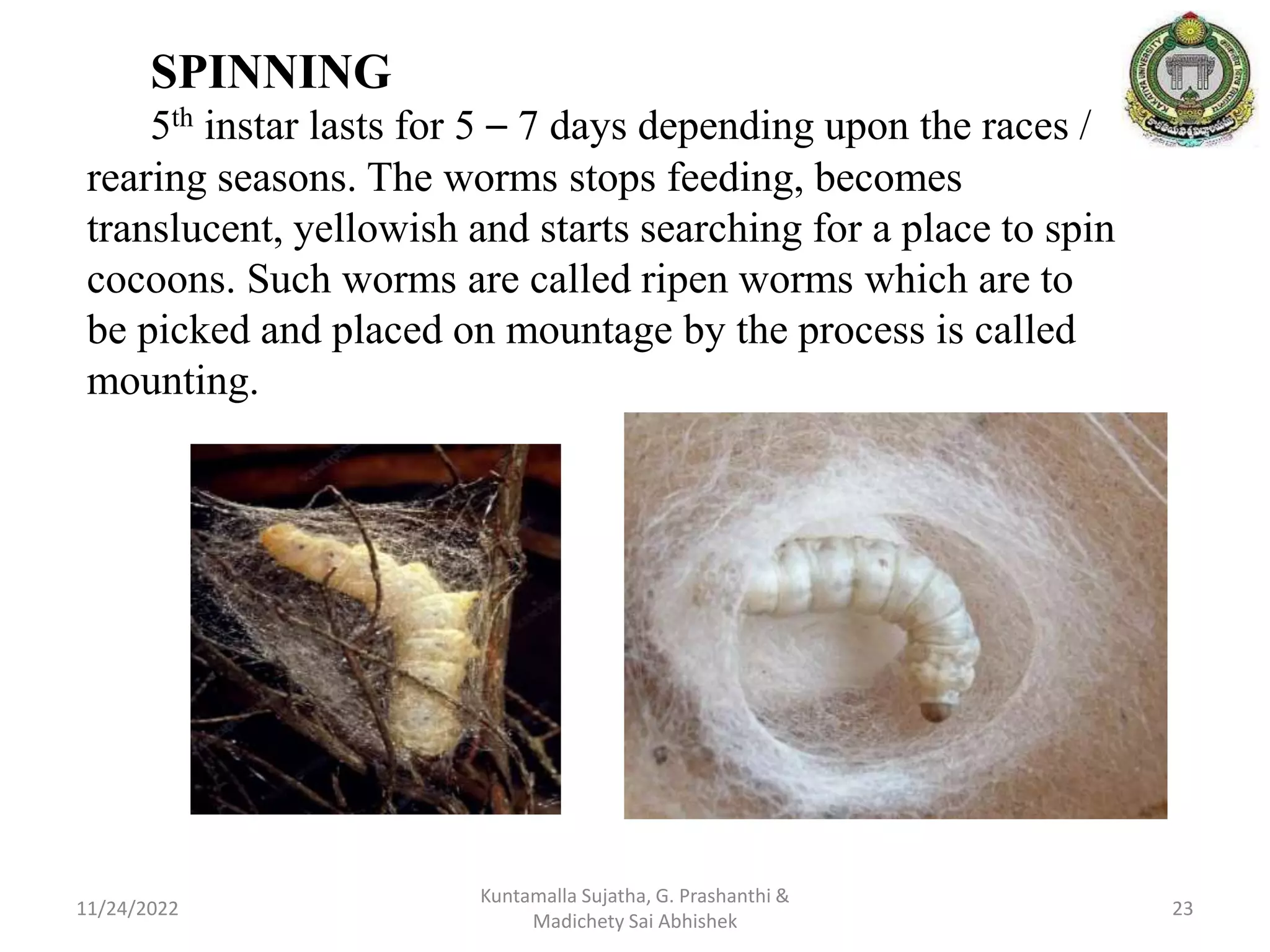 Mulberry silkworm rearing techniques.pptx