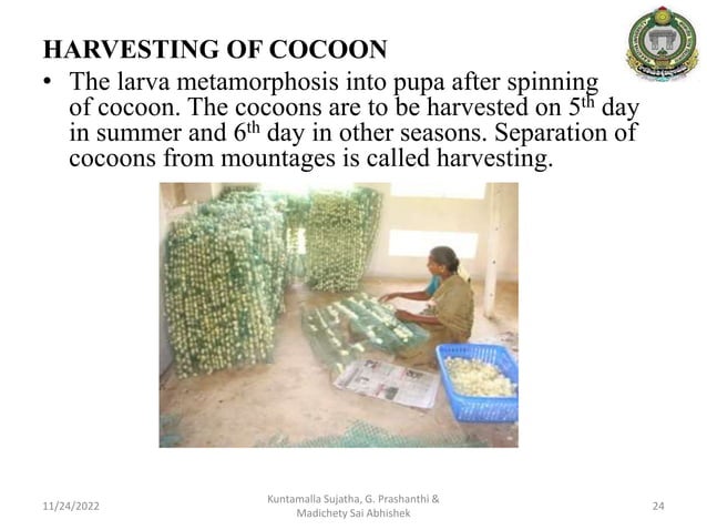 Mulberry silkworm rearing techniques.pptx | Asia Travel | Travel Locations