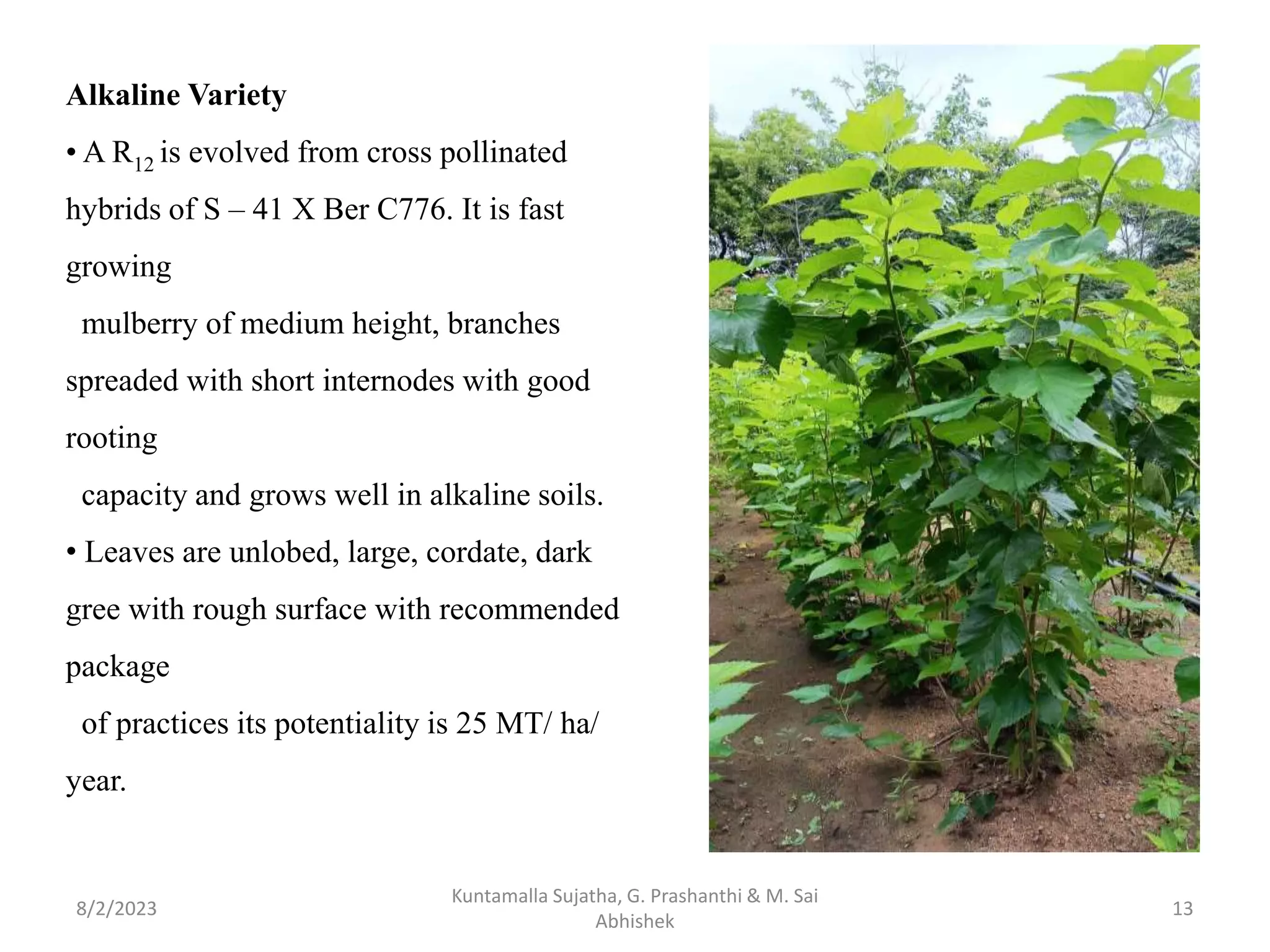 Mulberry Variety.pptx