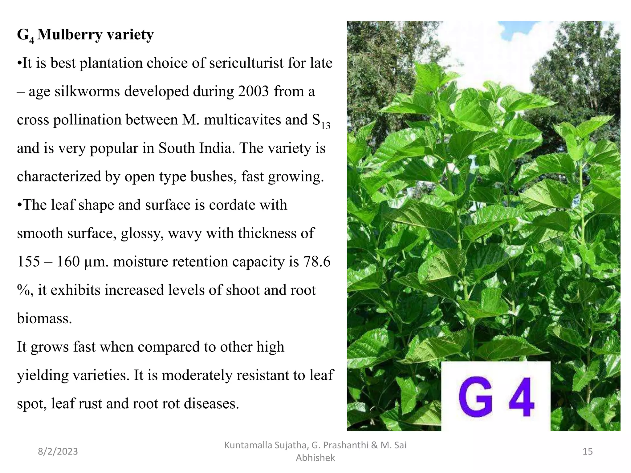 Mulberry Variety.pptx