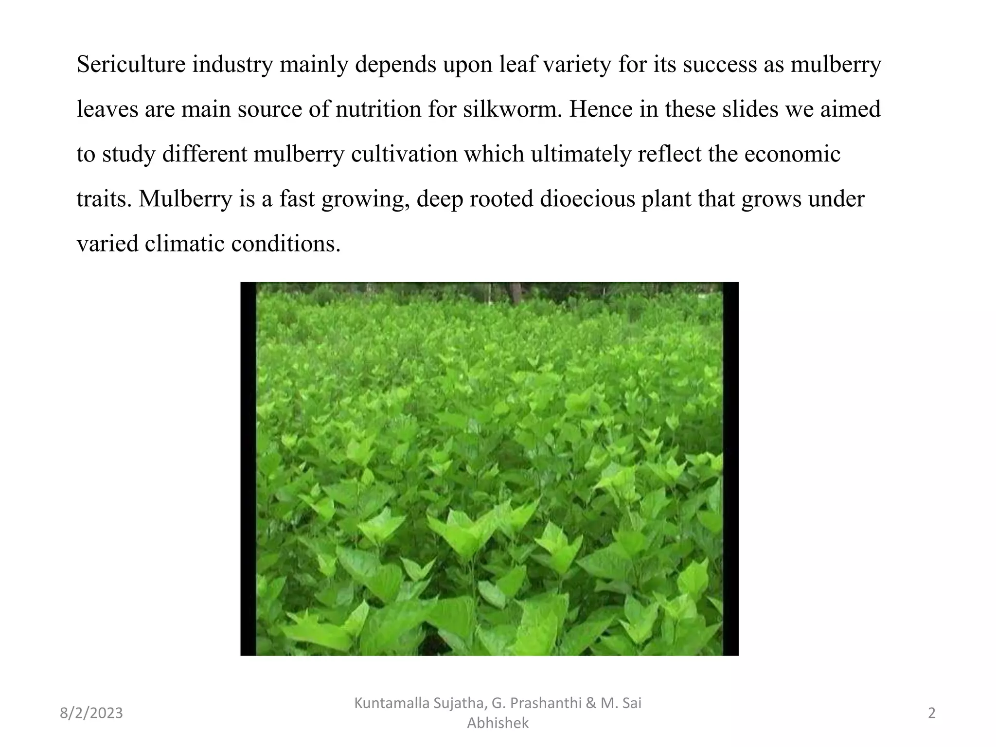 Mulberry Variety.pptx