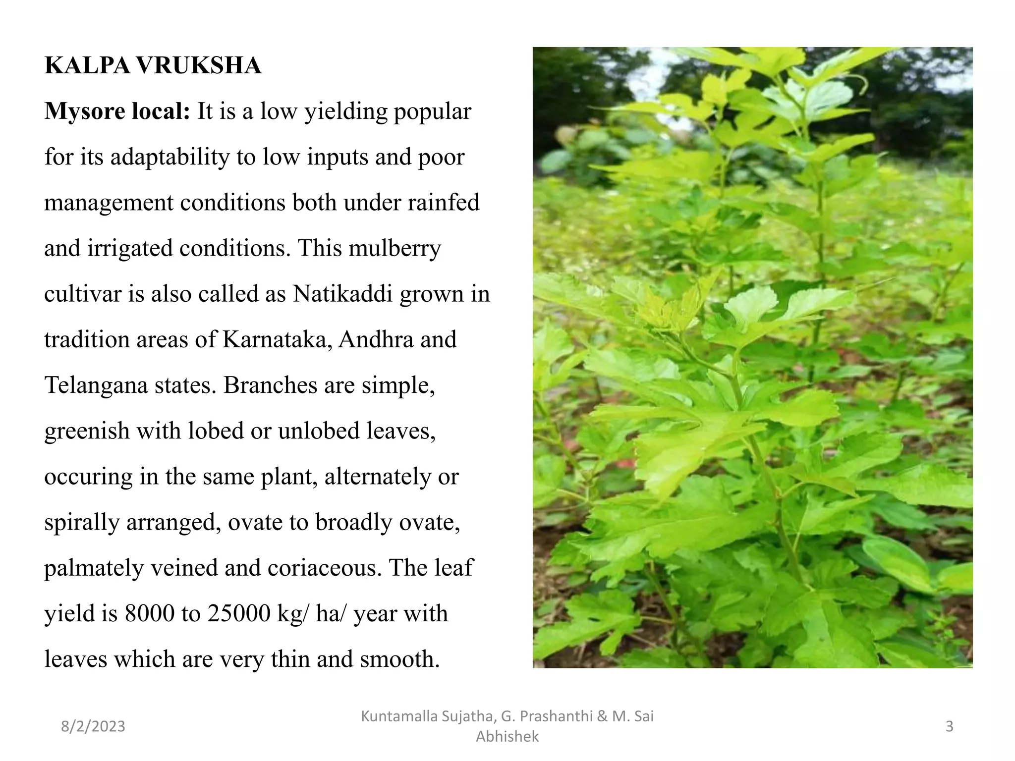 Mulberry Variety.pptx
