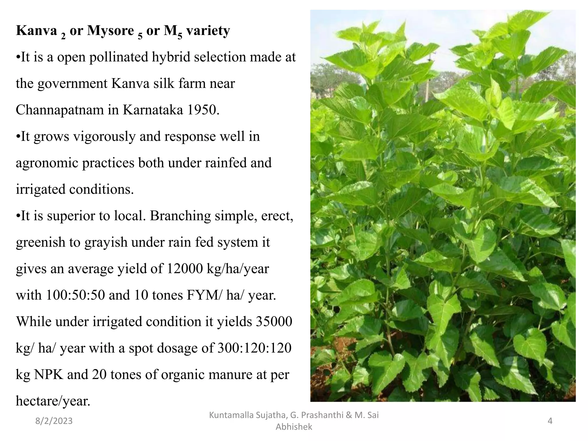 Mulberry Variety.pptx