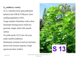 Mulberry Variety.pptx