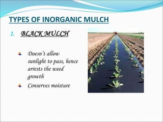 Mulching in horticulture amit and dinesh bbau lucknow | PPT