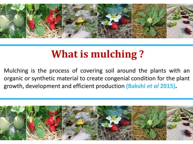 Mulching | PDF