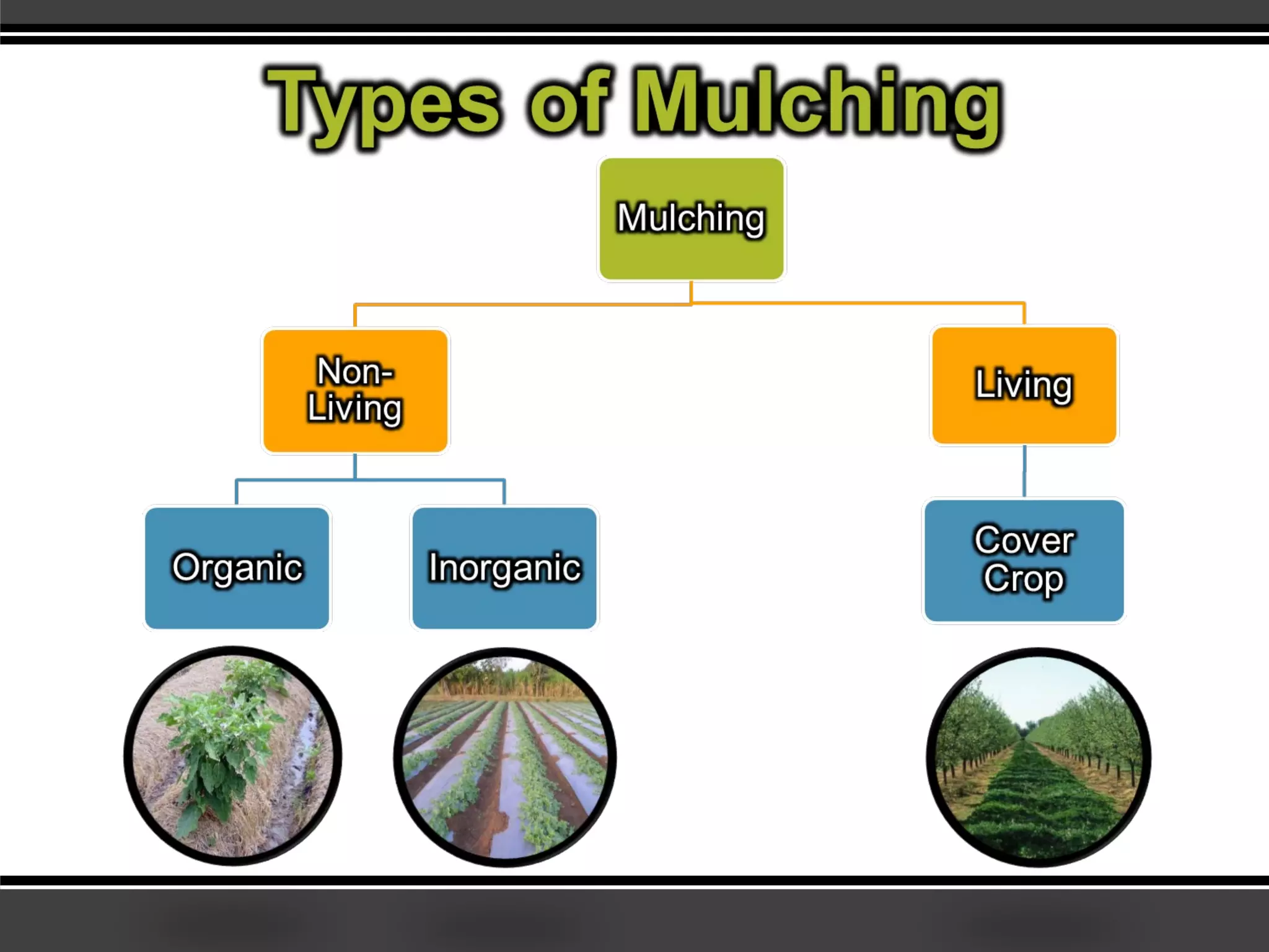 Mulching for soil and Water Conservation | PPS