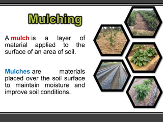Mulching for soil and Water Conservation | PPS