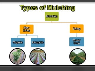 Mulching for soil and Water Conservation | PPS