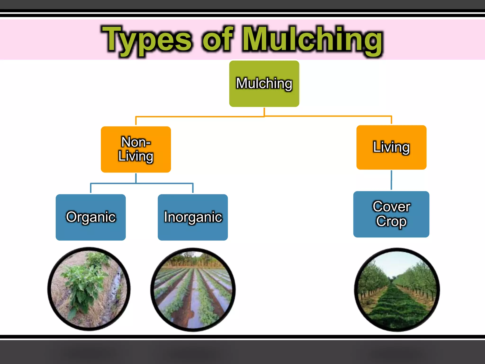 Mulching for soil & water | PPTX