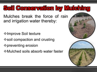 Mulching for soil & water | PPTX