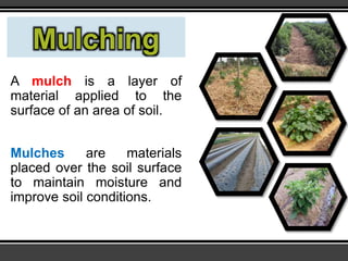Mulching for soil & water | PPTX