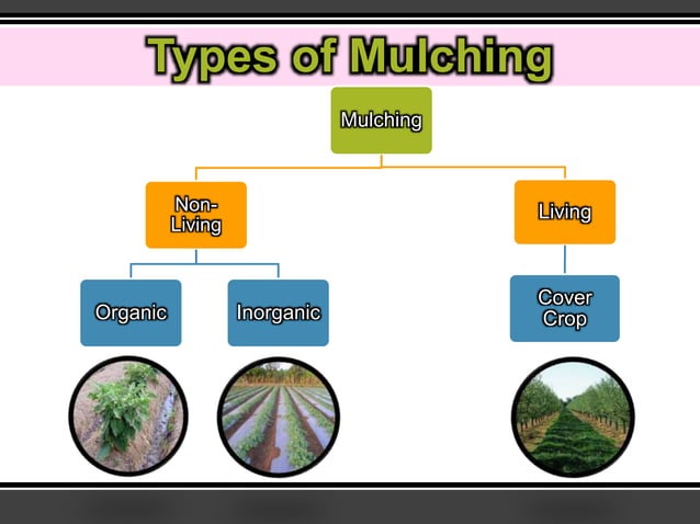 Mulching for soil & water | PPTX | Agriculture | Industries