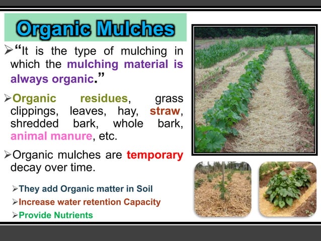 Mulching for soil & water | PPTX | Agriculture | Industries