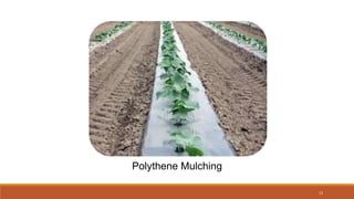 Mulching ppt | PPTX