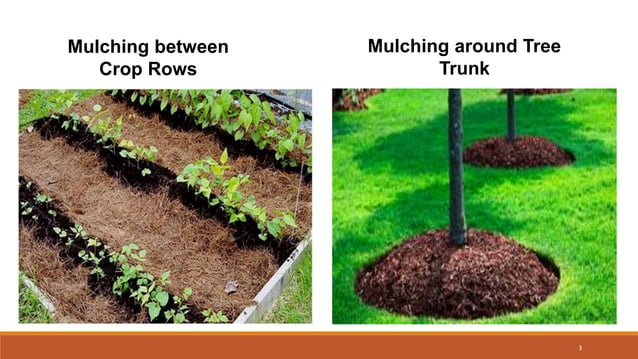 Mulching ppt | PPT