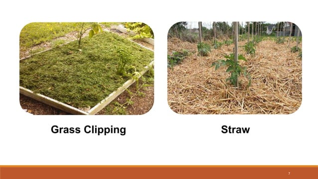 Mulching ppt | PPT