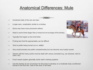 Feeding and Care of Mules and Donkeys | PPT