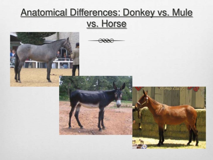 How To Differentiate Between A Donkey Horse And A Mule