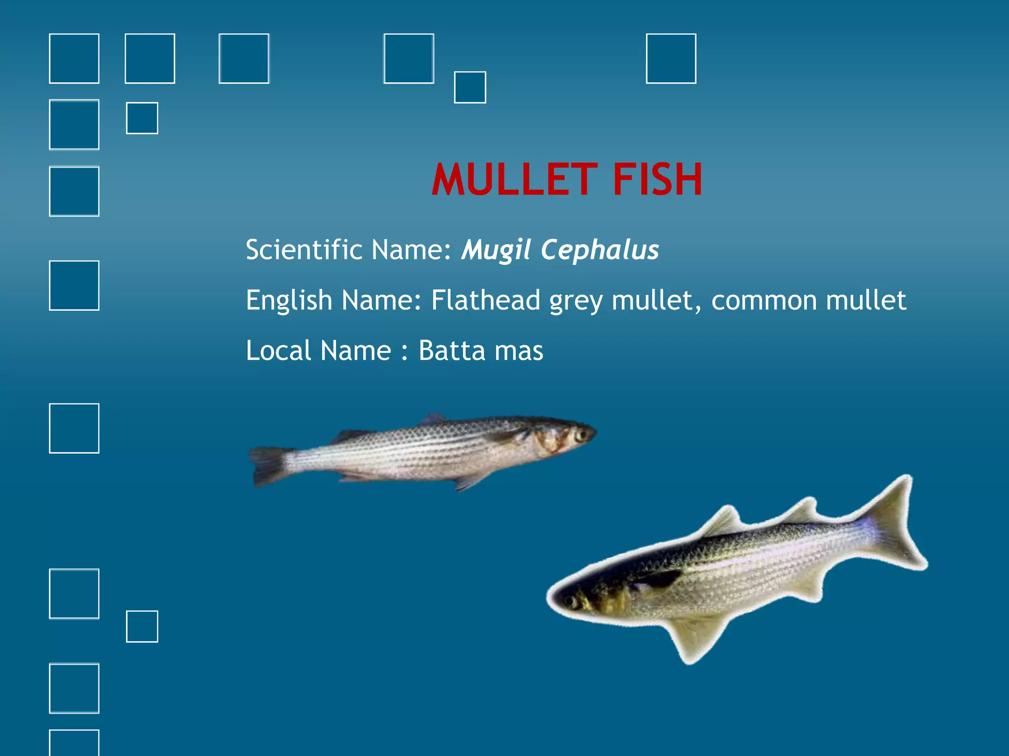Mullet Fish Culture | PPTX