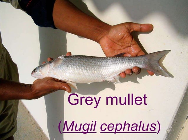Mullet-Milk-fish-and-Pearl-Spot-Culture.pptx