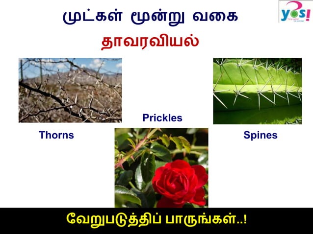 Mullukku nandri - Obstacle is the Way | PDF