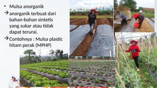 ini materi tentang tanaman pangan yaitu pemberian MULSA.pptx