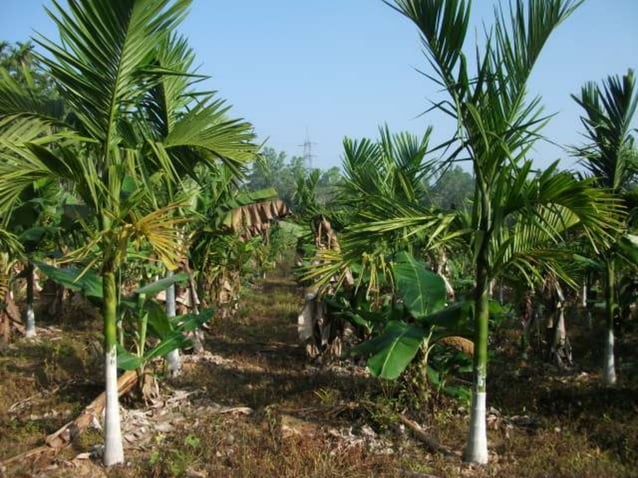 Multiple cropping in Arecanut By- Shivanand M.R | PPTX | Agriculture | Industries
