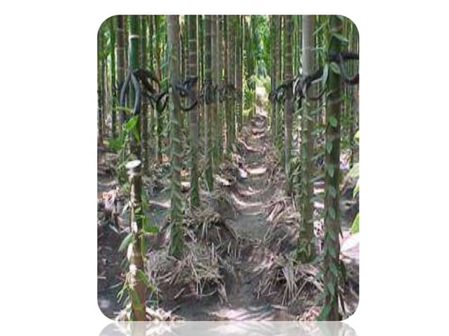 Multiple cropping in Arecanut By- Shivanand M.R | PPTX | Agriculture ...