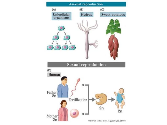 Multi-Cellular Organisms | PPTX | Brain and Nervous System Disorders ...