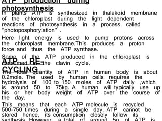 Cellular Energy Transfer (Glycolysis and Krebs Cycle) and ATP | PPT