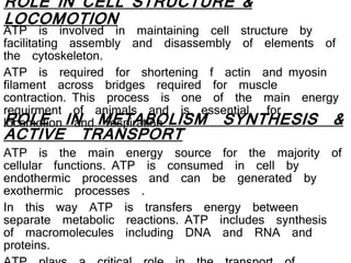 Cellular Energy Transfer (Glycolysis and Krebs Cycle) and ATP | PPT