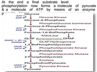 Cellular Energy Transfer (Glycolysis and Krebs Cycle) and ATP | PPTX